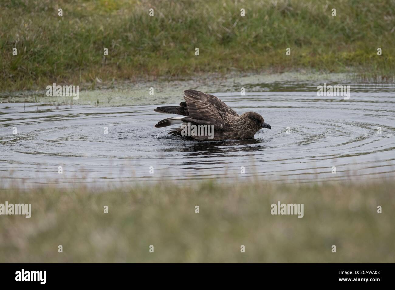 Great Skua bathing in small pool, in peat bog, Hermaness, Unst ...