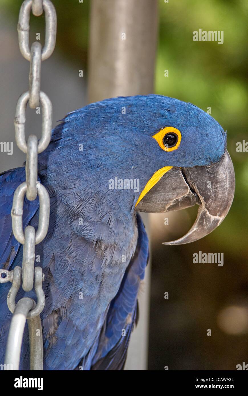 Colourful parrots hi-res stock photography and images - Alamy