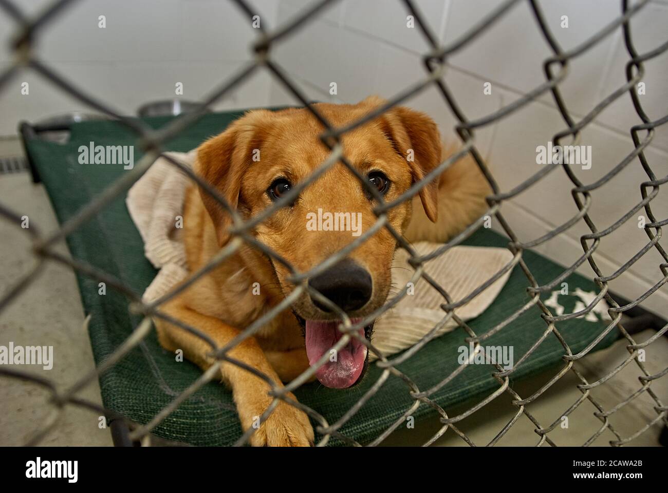 Stray and impounded dogs in cages in a shelter Stock Photo - Alamy