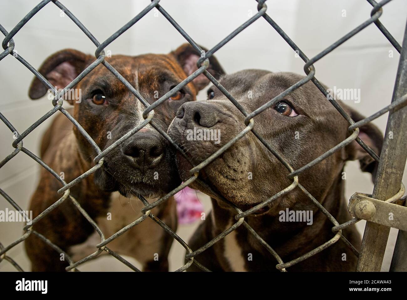 Stray and impounded dogs in cages in a shelter Stock Photo - Alamy