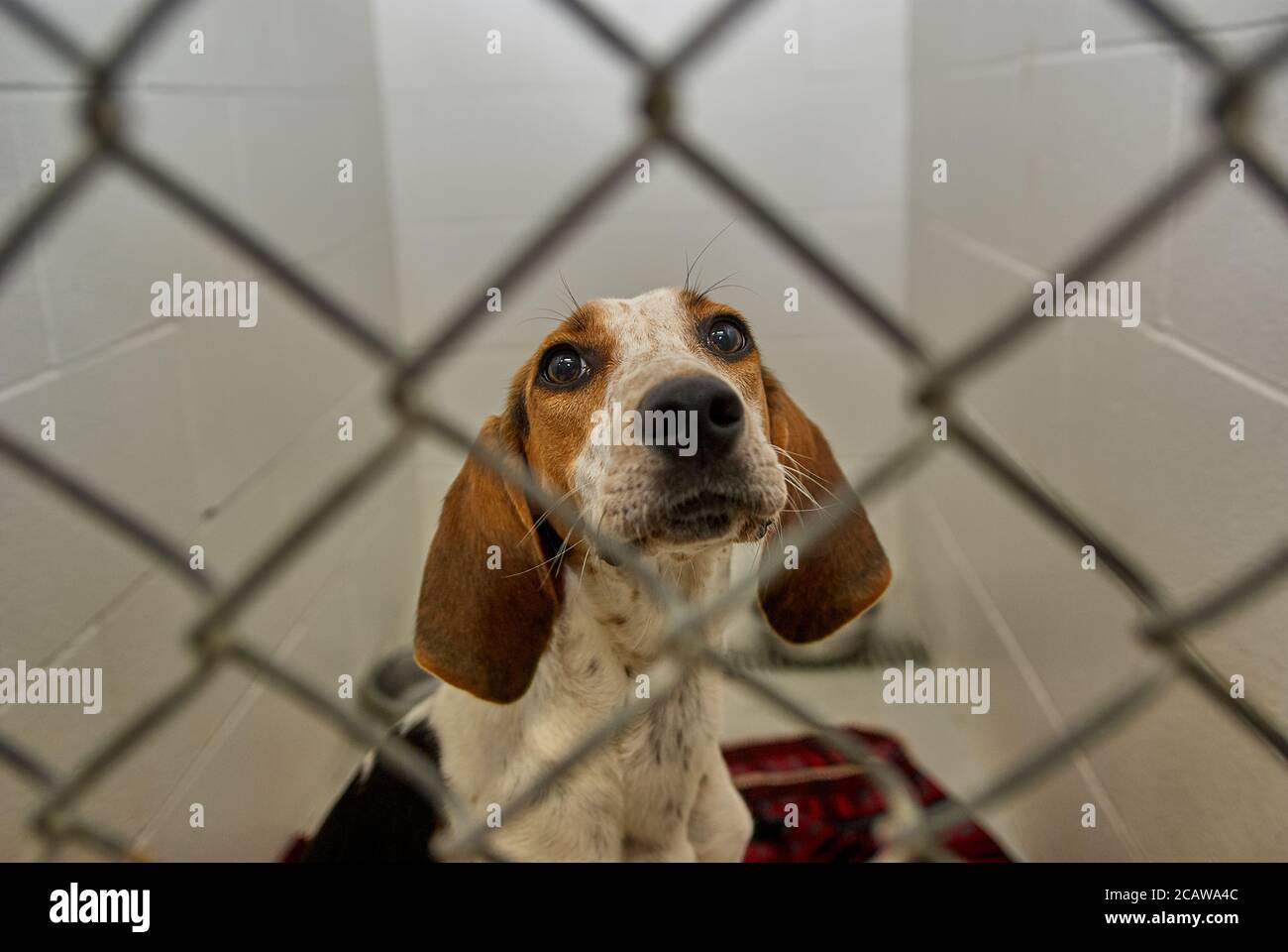 Stray and impounded dogs in cages in a shelter Stock Photo - Alamy