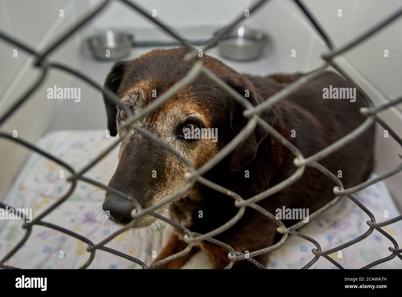 Stray and impounded dogs in cages in a shelter Stock Photo - Alamy