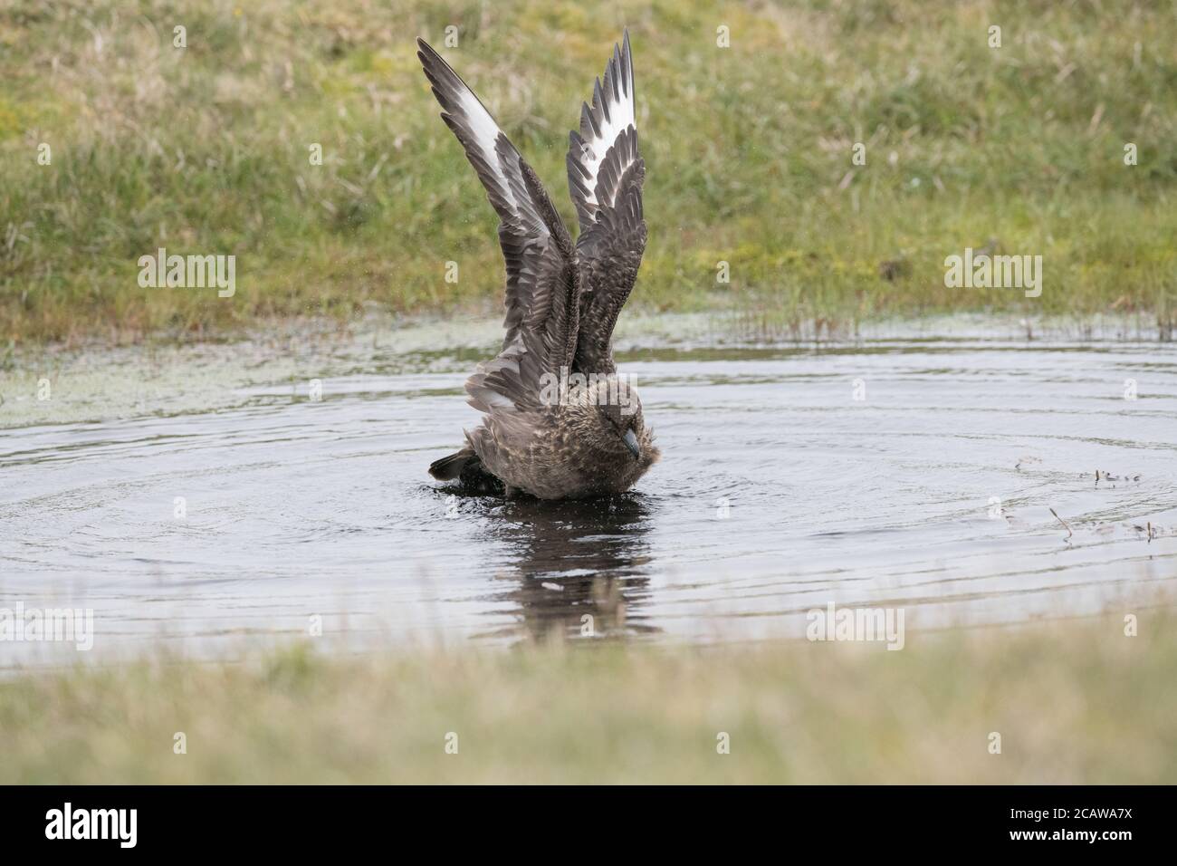 Great Skua bathing in small pool, in peat bog, Hermaness, Unst ...
