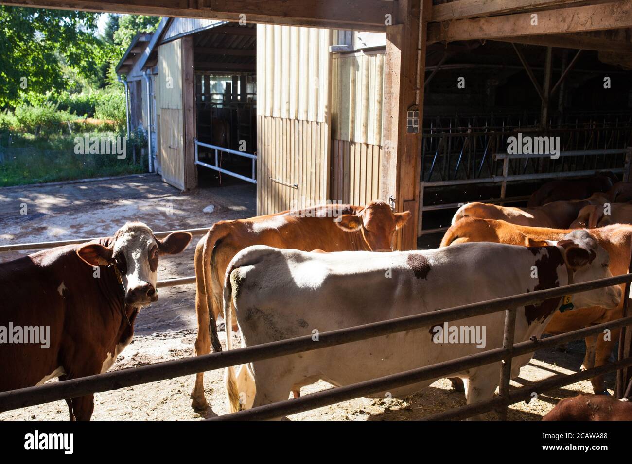 White cow used farming hi-res stock photography and images - Alamy