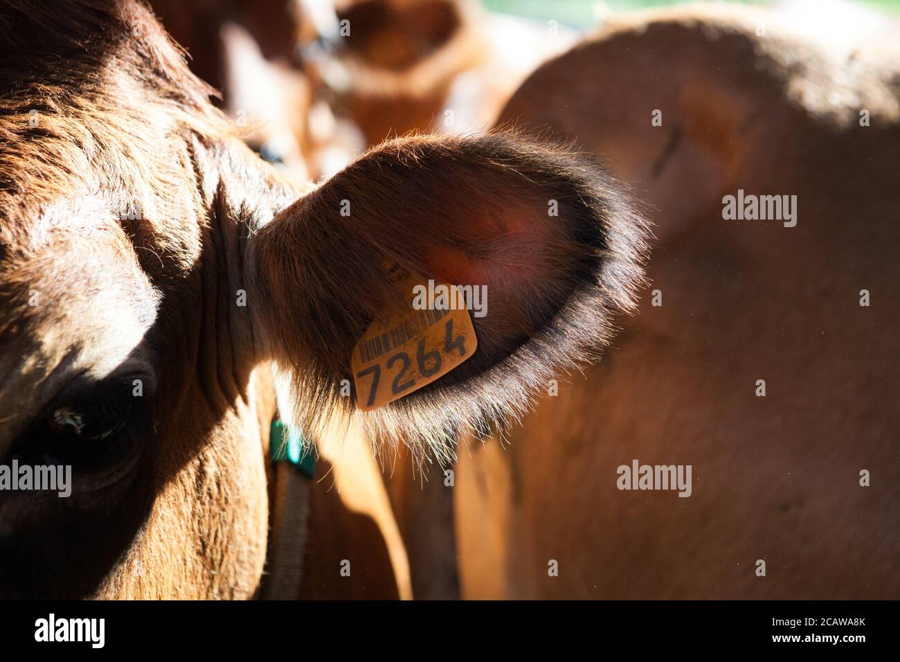 White cow used farming hi-res stock photography and images - Alamy