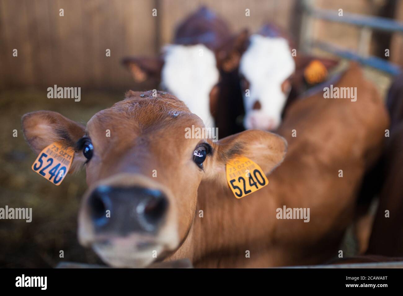 White cow used farming hi-res stock photography and images - Alamy