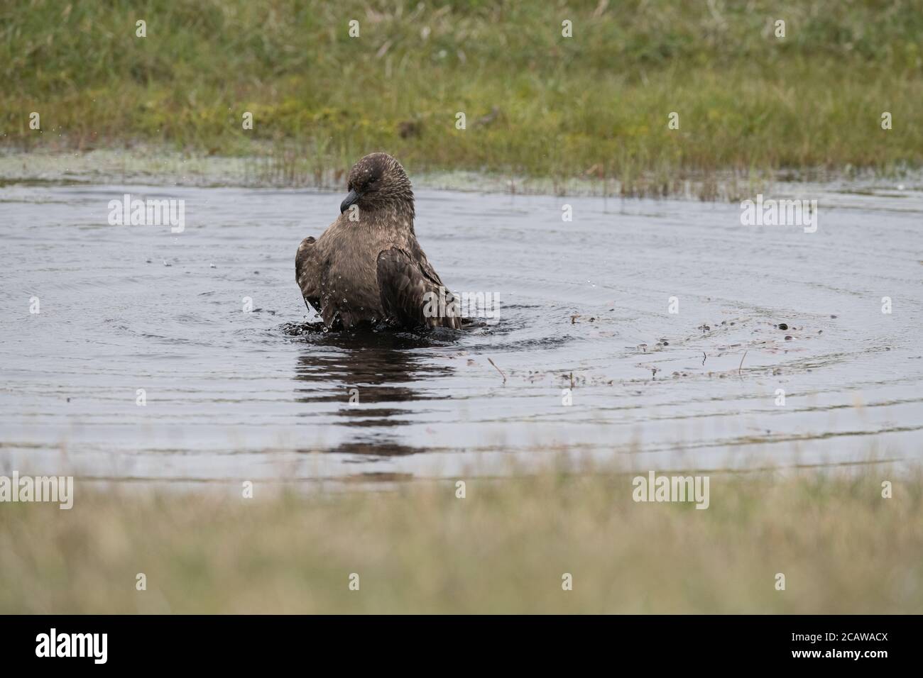 Great Skua bathing in small pool, in peat bog, Hermaness, Unst ...