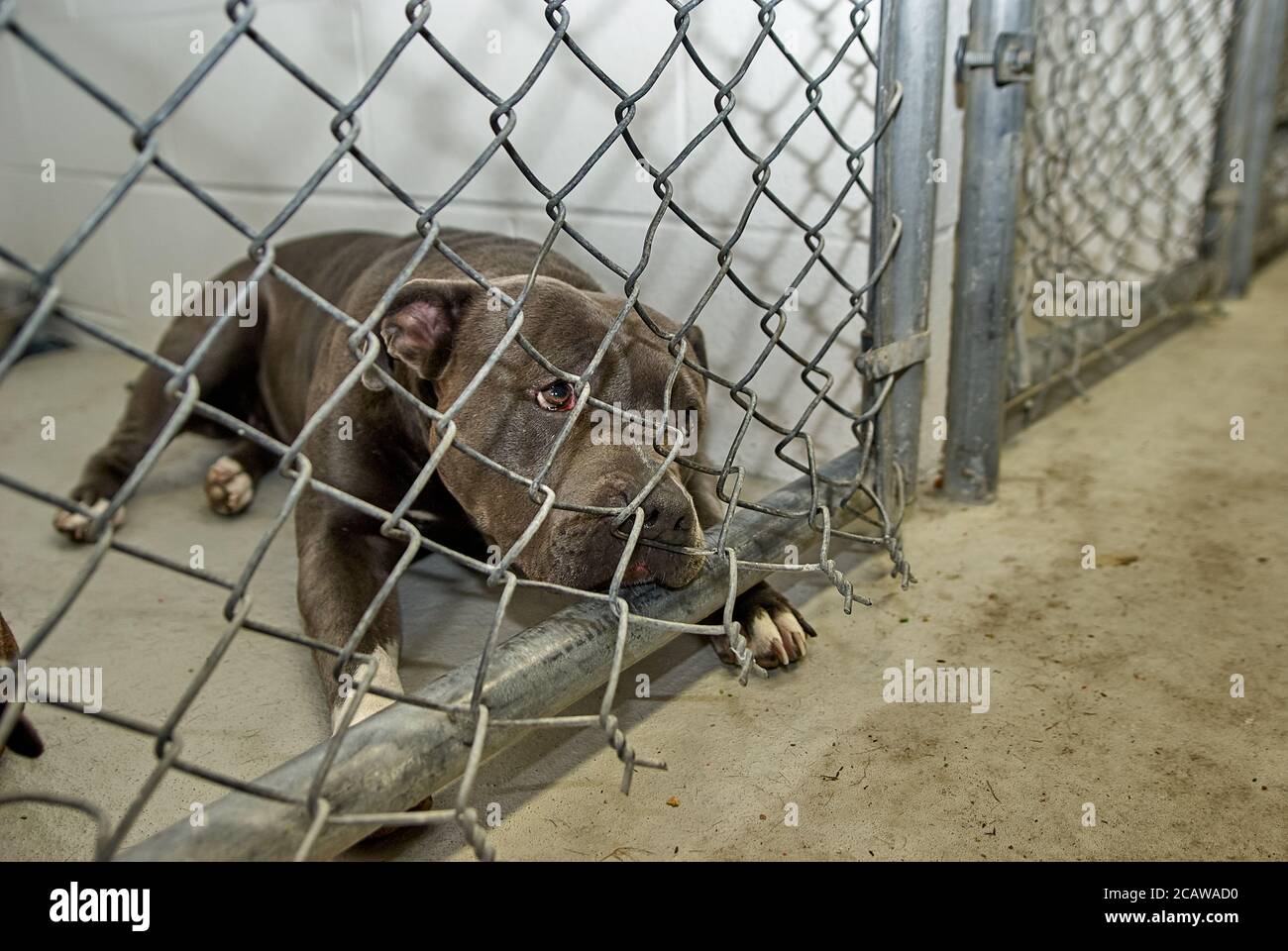 Stray and impounded dogs in cages in a shelter Stock Photo - Alamy