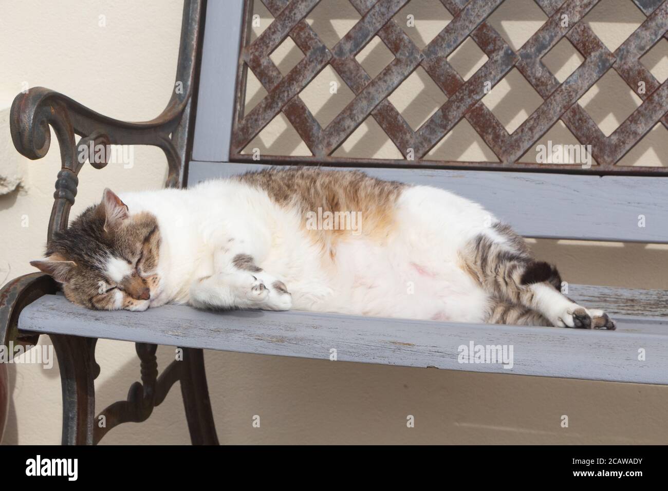 Sleeping tabby cat on a bench in a garden Stock Photo - Alamy