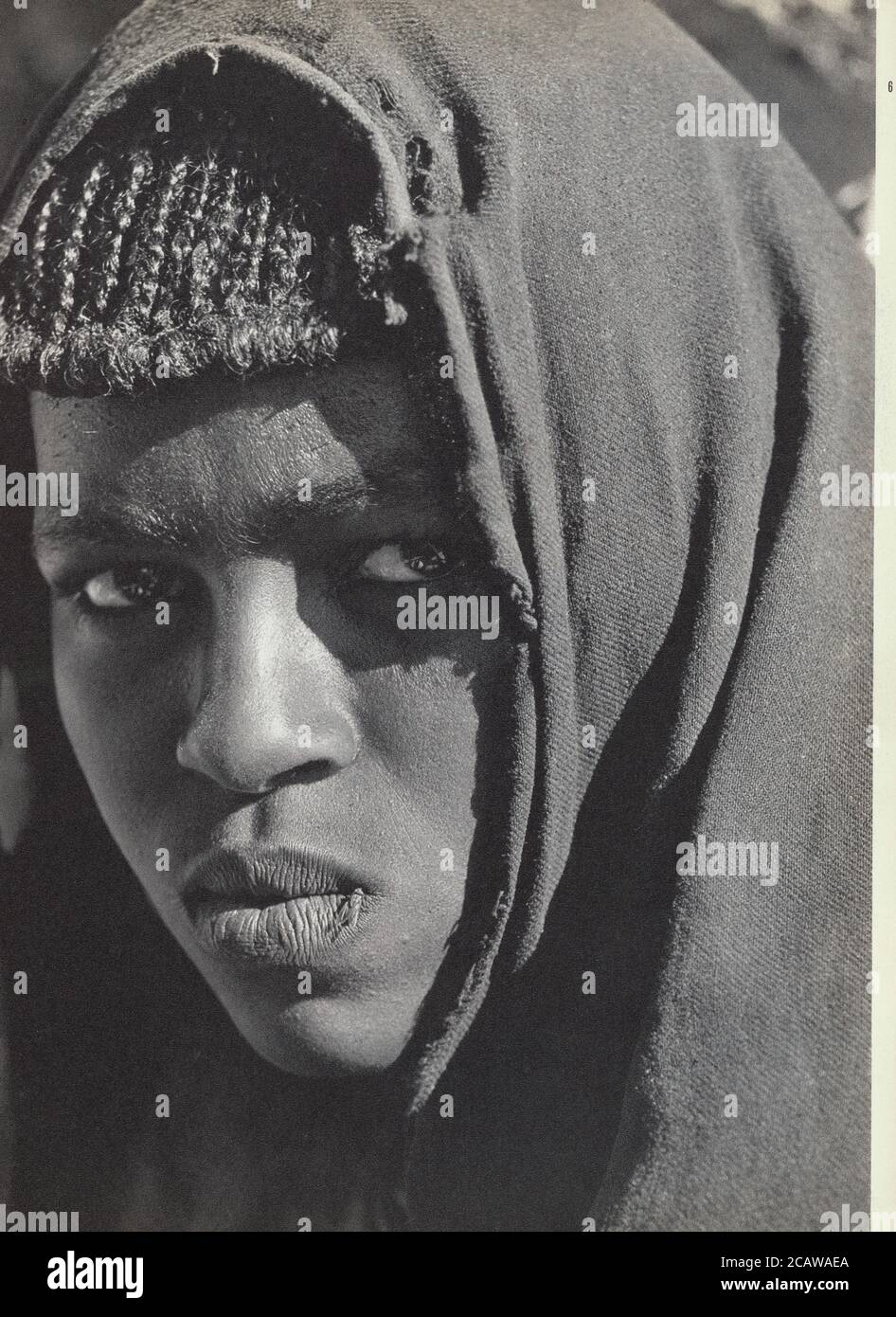 vintage animal illustration vintage classical artistic drawing Stock ...