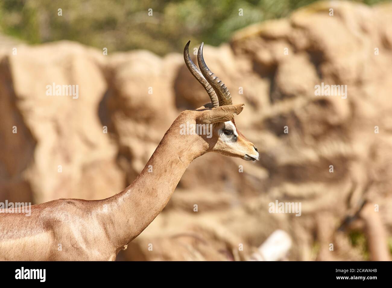 Gerenuk or Giraffe Antelope detailed images of head and neck Stock ...