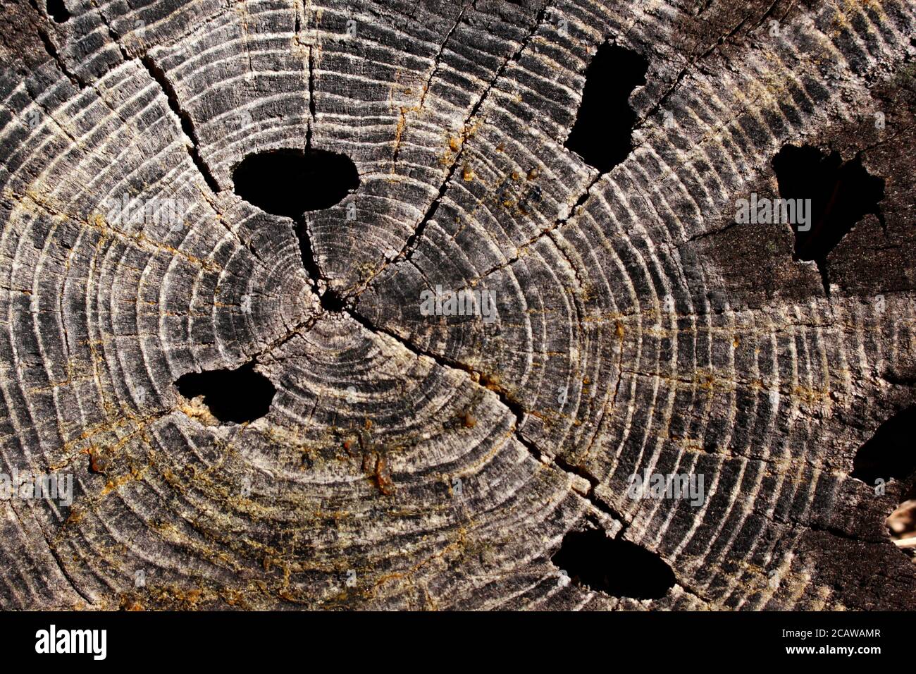 Tree ring abstract background textured Stock Photo - Alamy
