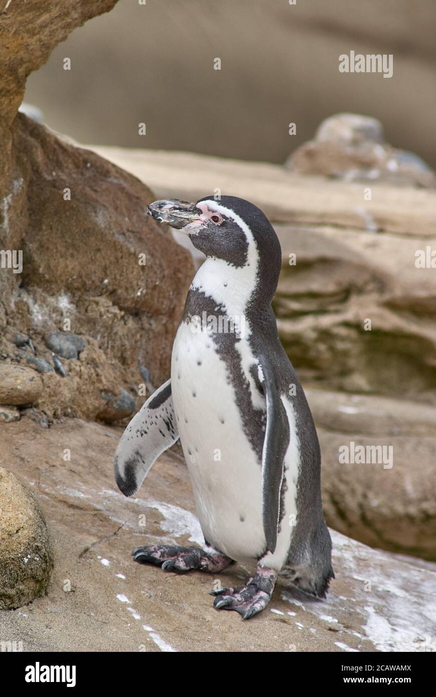 Penguin colour hi-res stock photography and images - Alamy