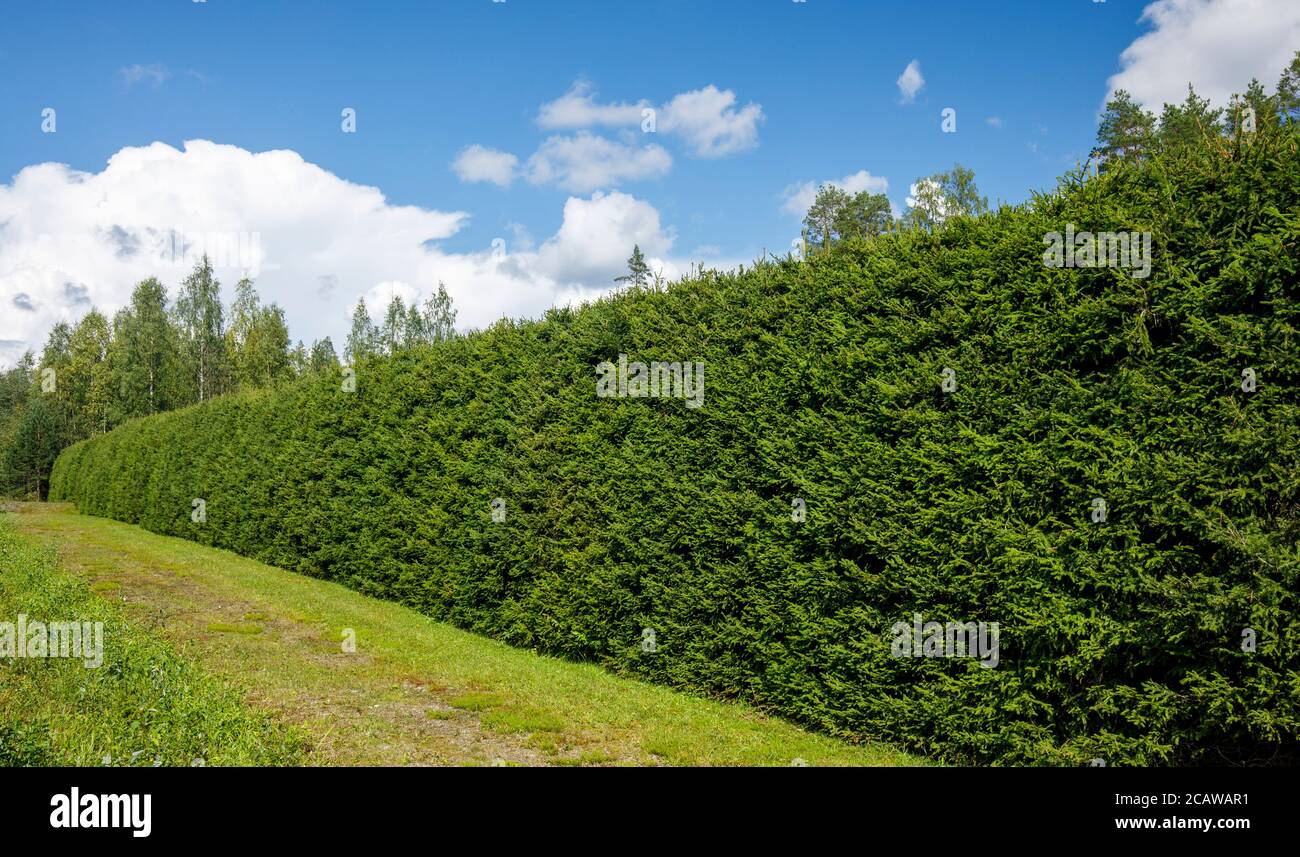 Spruce hedge hi-res stock photography and images - Alamy