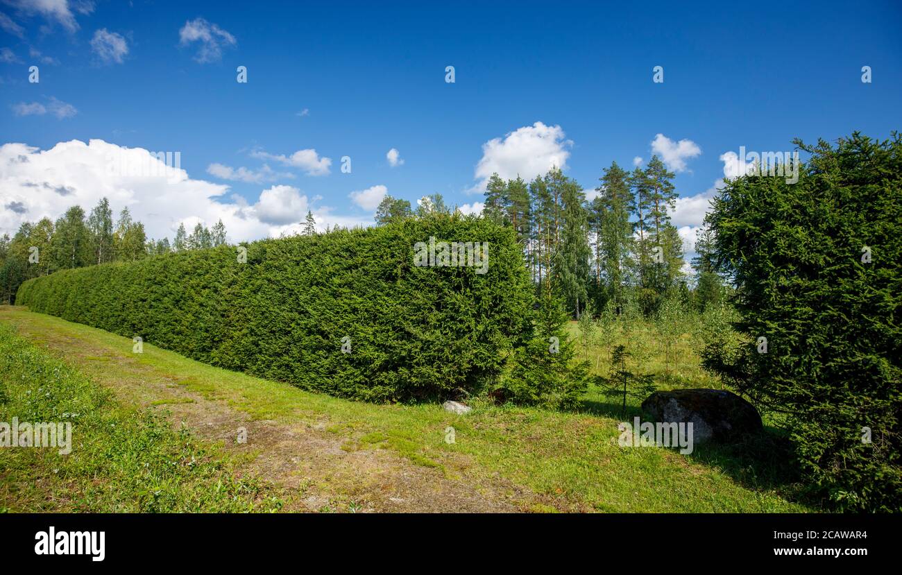 Spruce Hedge High Resolution Stock Photography and Images - Alamy