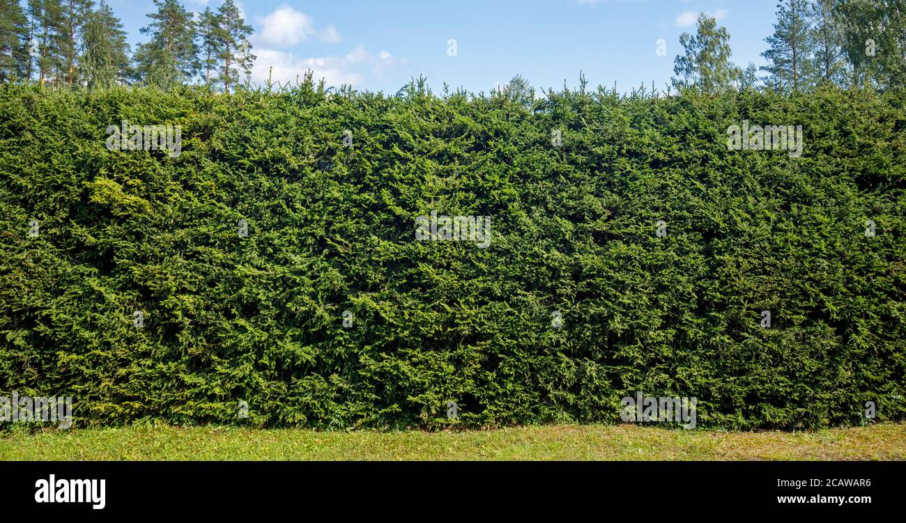 Thick tall spruce hedge at Summer , Finland Stock Photo - Alamy