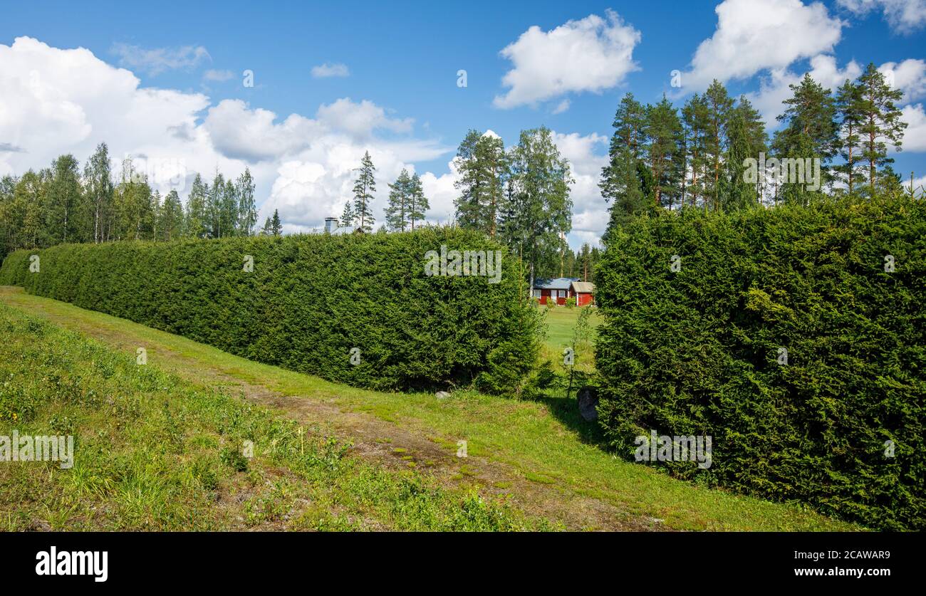 Spruce hedge hi-res stock photography and images - Alamy