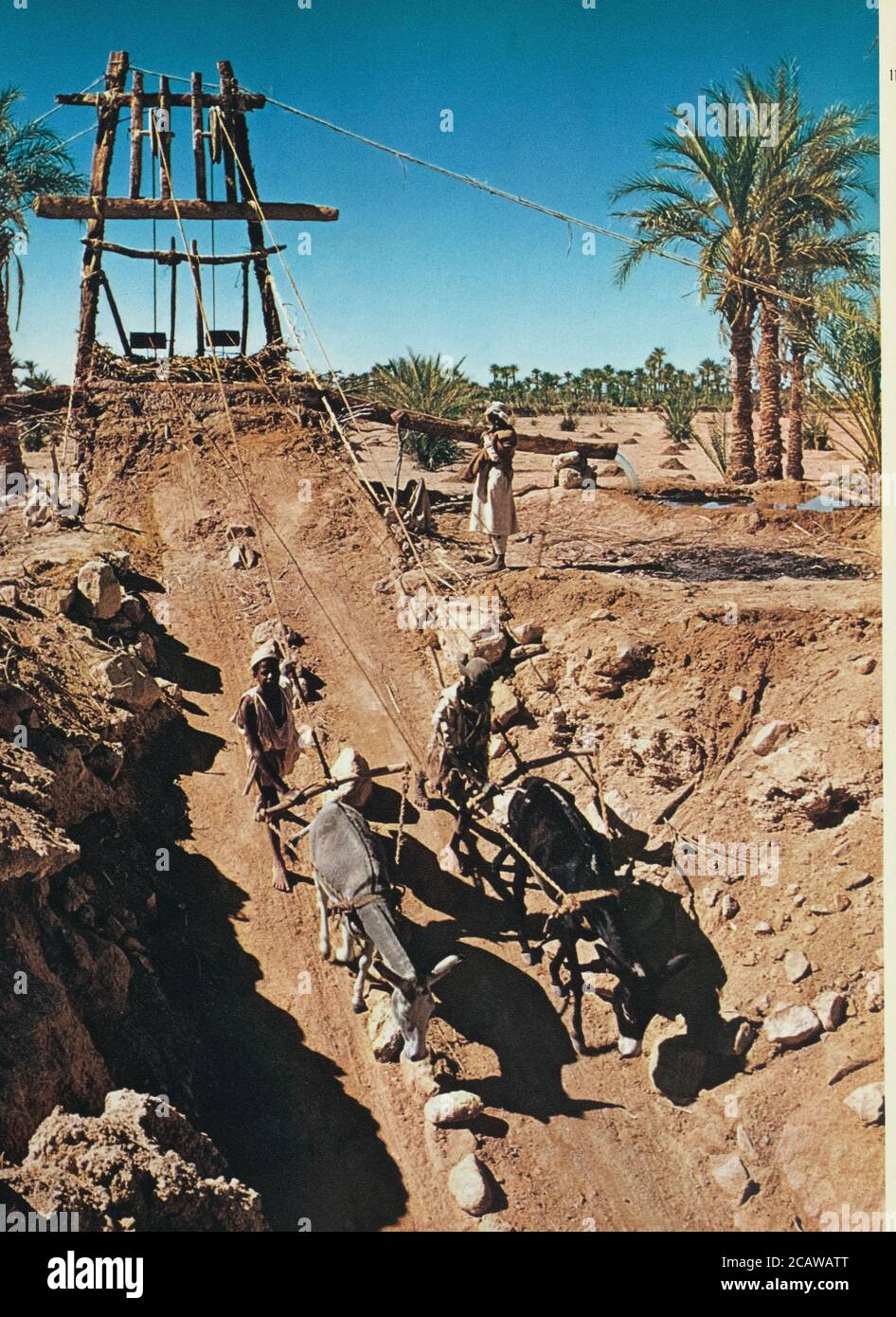 vintage animal illustration vintage classical artistic drawing Stock ...