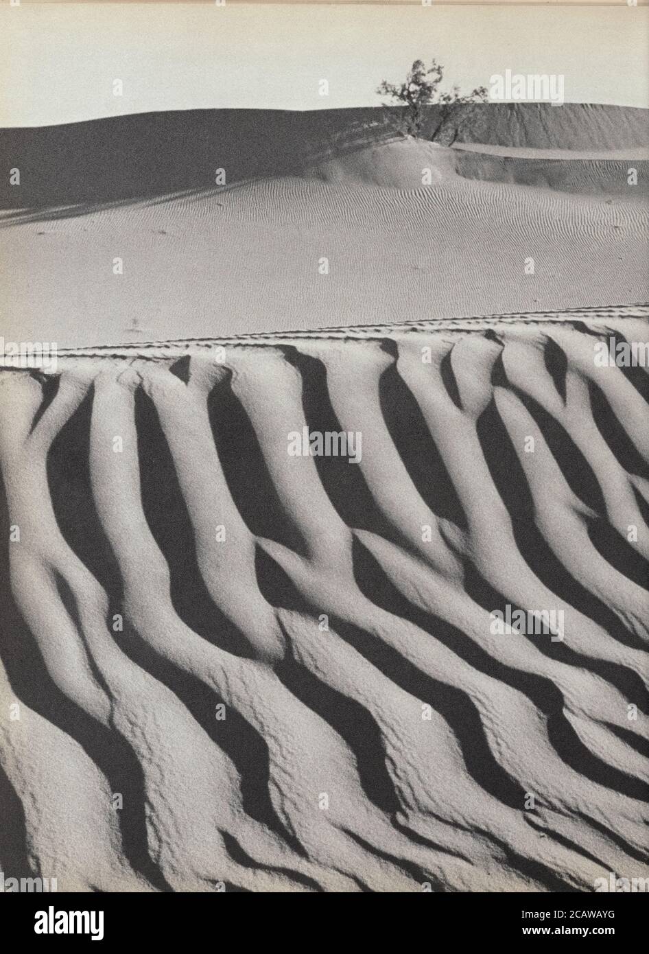 vintage animal illustration vintage classical artistic drawing Stock ...