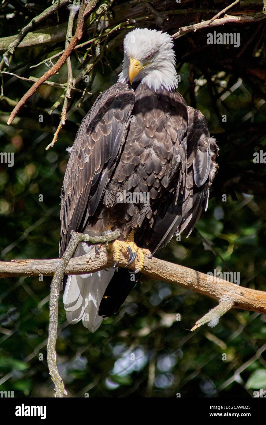 bald eagle roosting Stock Photo - Alamy
