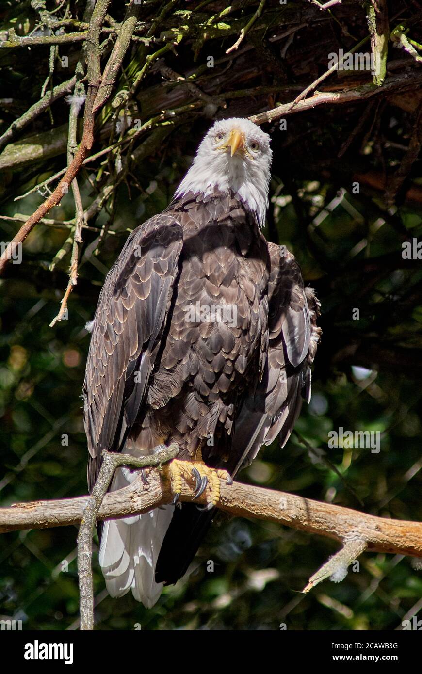 bald eagle roosting Stock Photo - Alamy