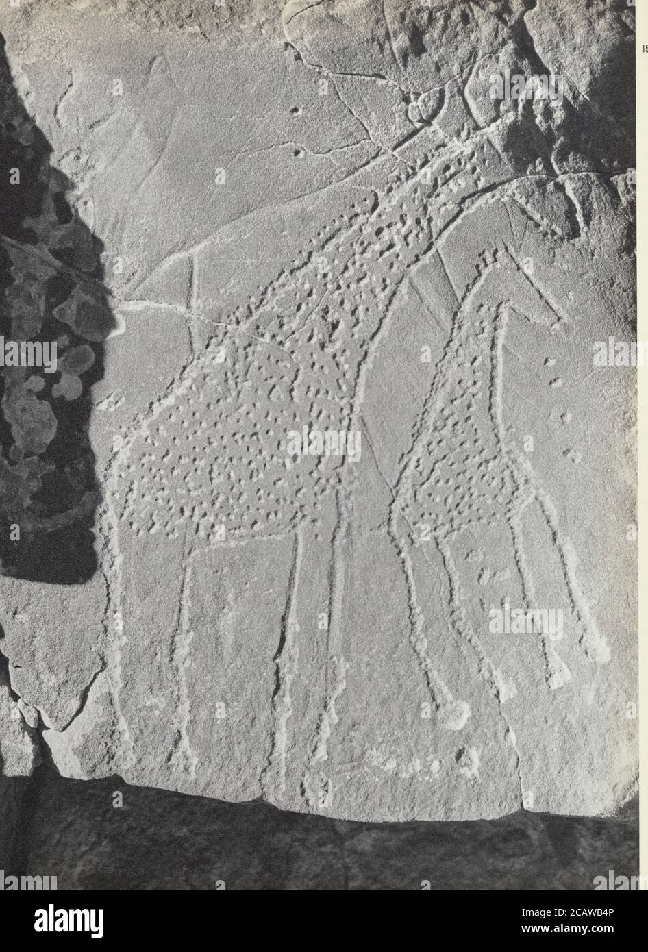 vintage animal illustration vintage classical artistic drawing Stock ...