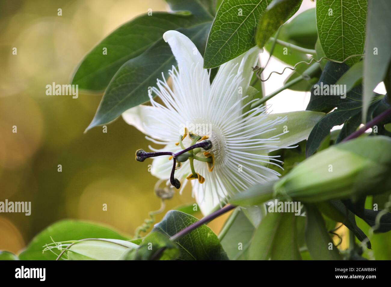 Passiflora snow queen hi-res stock photography and images - Alamy