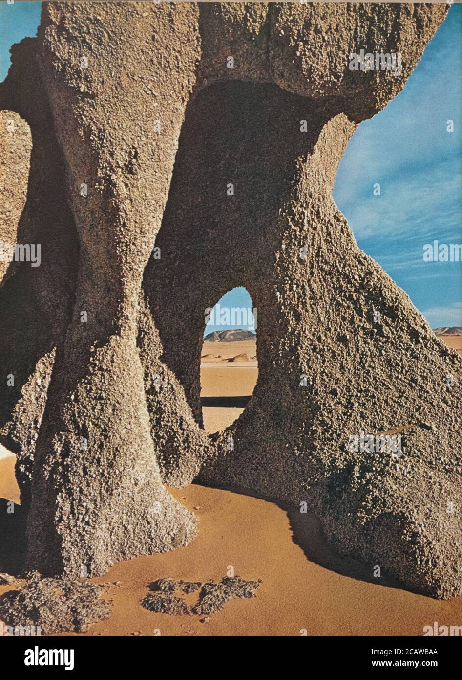 vintage animal illustration vintage classical artistic drawing Stock ...