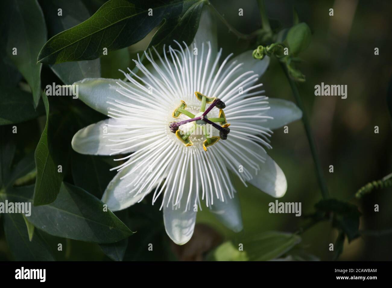 'Snow Queen' passion flower, passiflora in the summer sunshine Stock ...