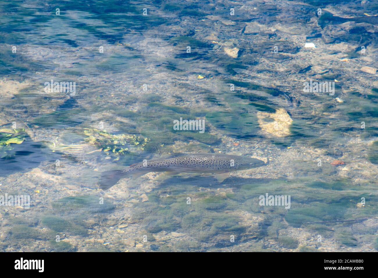 Brown trout swimming hi-res stock photography and images - Alamy