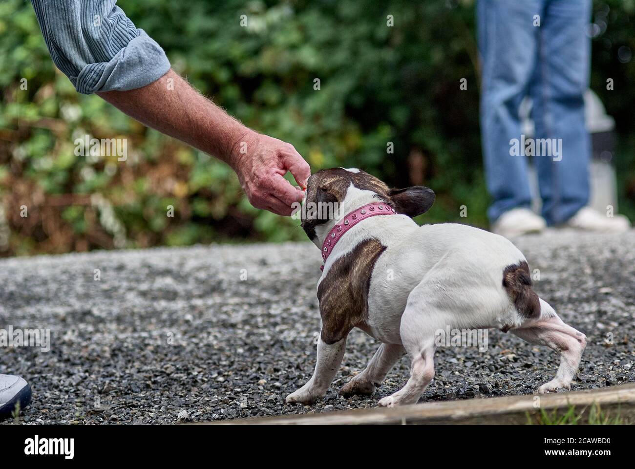 Dog fighting hi-res stock photography and images - Alamy