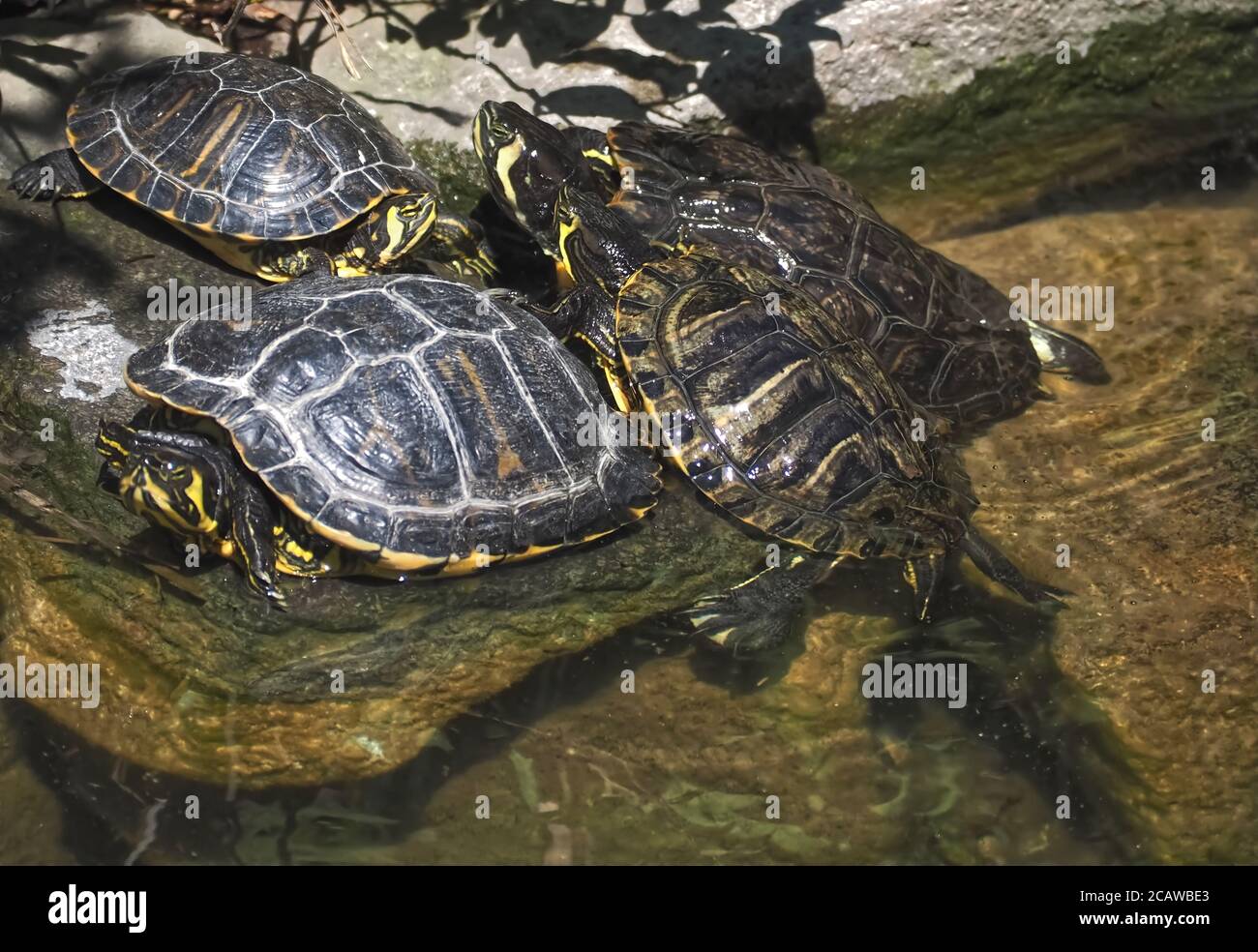 Macro of many water turtles on a rock Stock Photo - Alamy