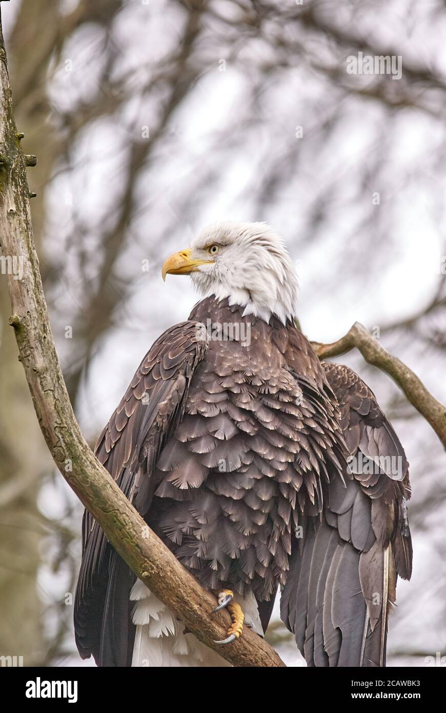 bald eagle roosting Stock Photo - Alamy