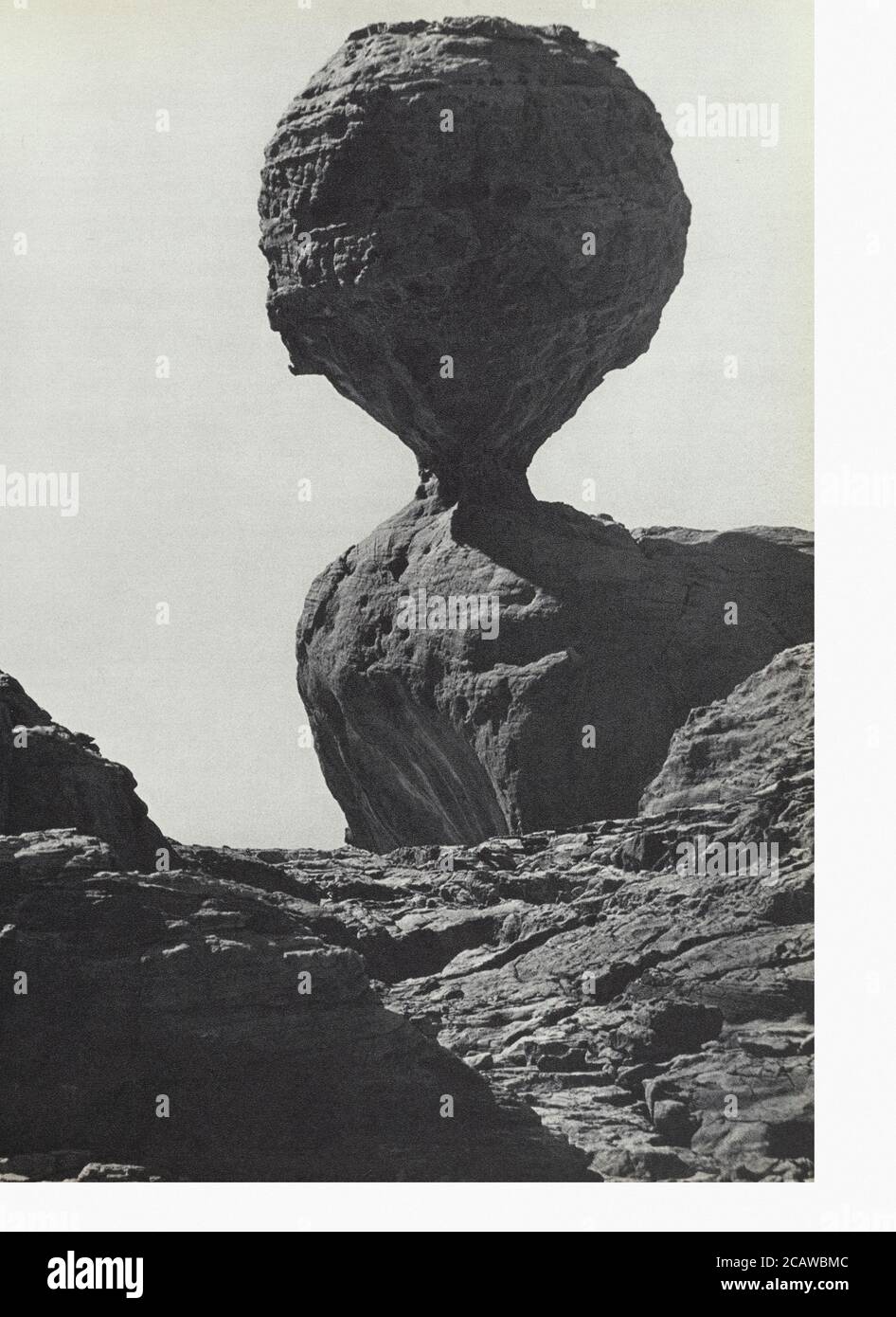 vintage animal illustration vintage classical artistic drawing Stock ...