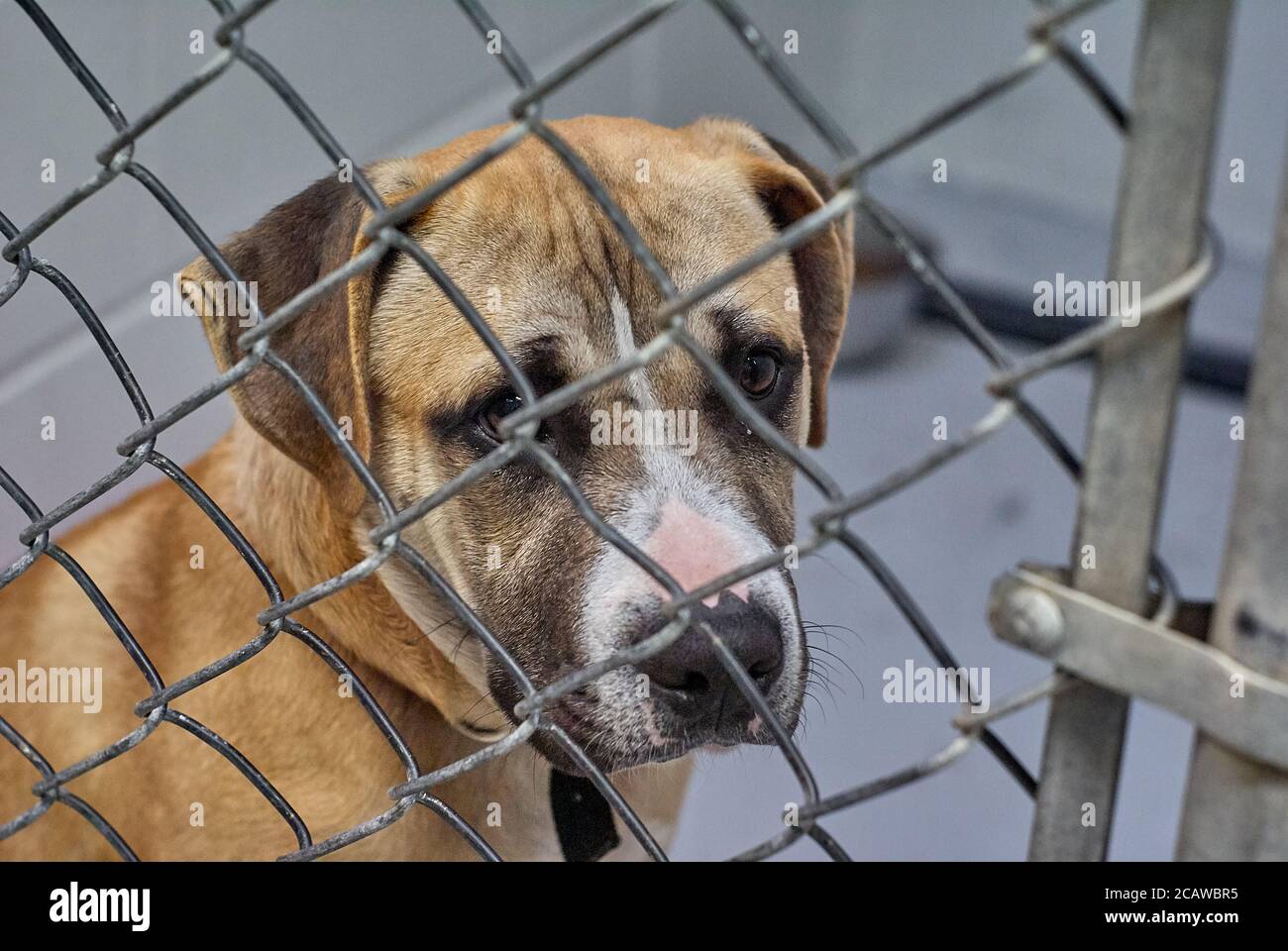 Stray and impounded dogs in cages in a shelter Stock Photo - Alamy