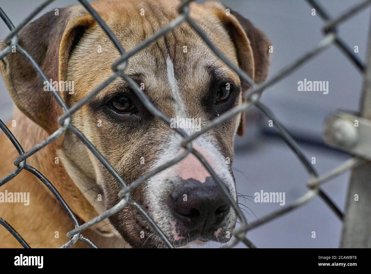 Stray and impounded dogs in cages in a shelter Stock Photo - Alamy
