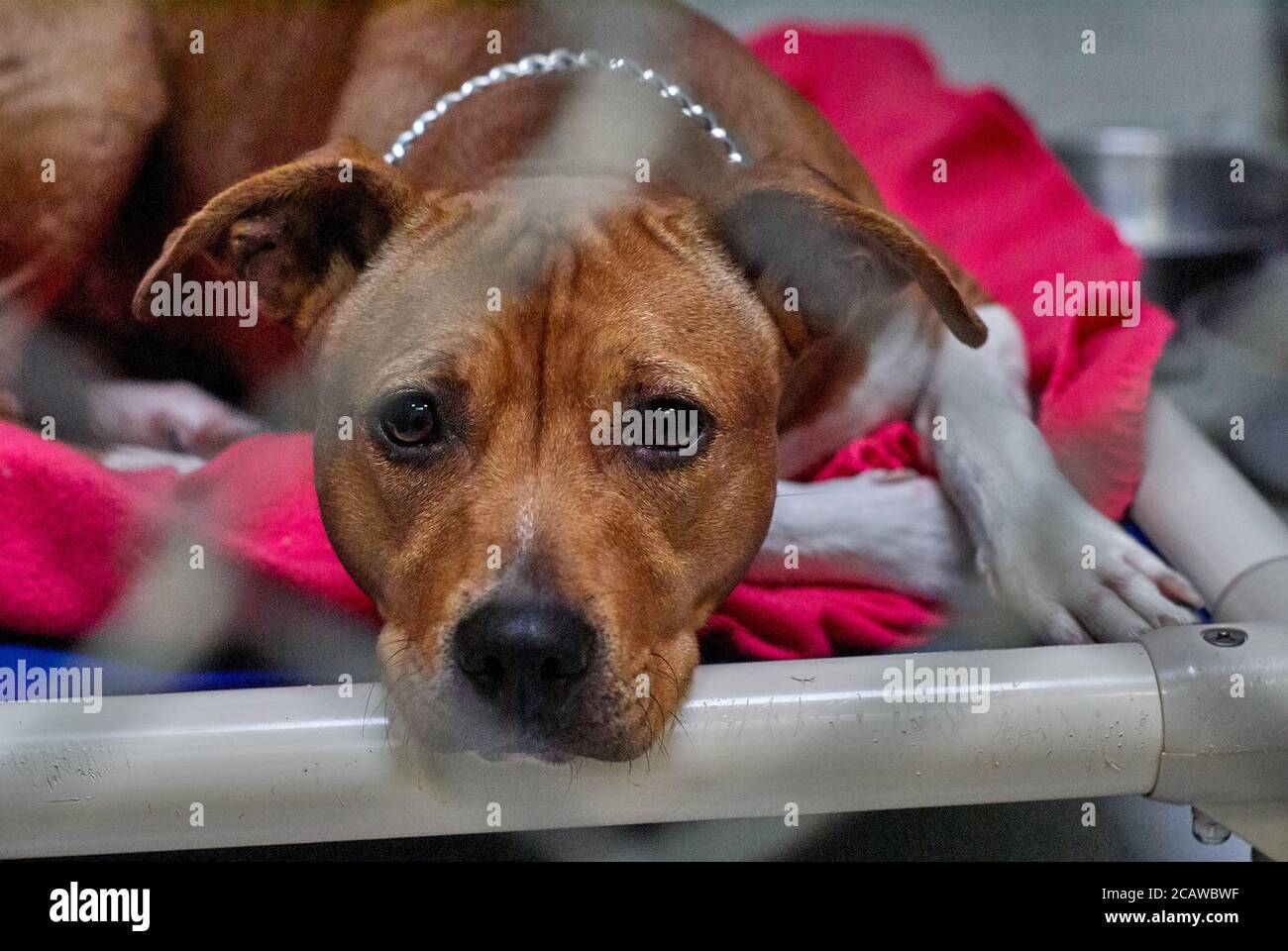 Stray and impounded dogs in cages in a shelter Stock Photo - Alamy