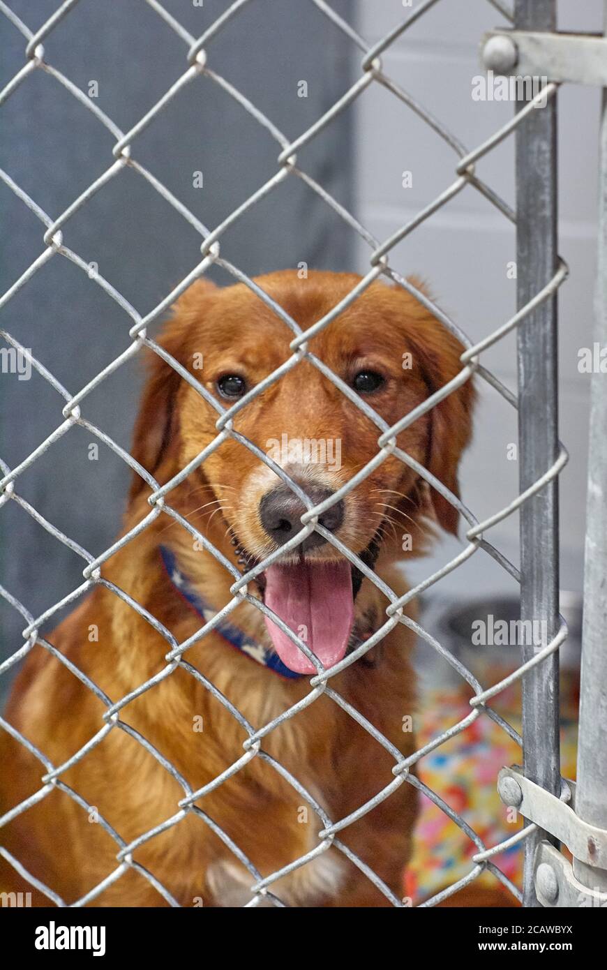Stray and impounded dogs in cages in a shelter Stock Photo - Alamy