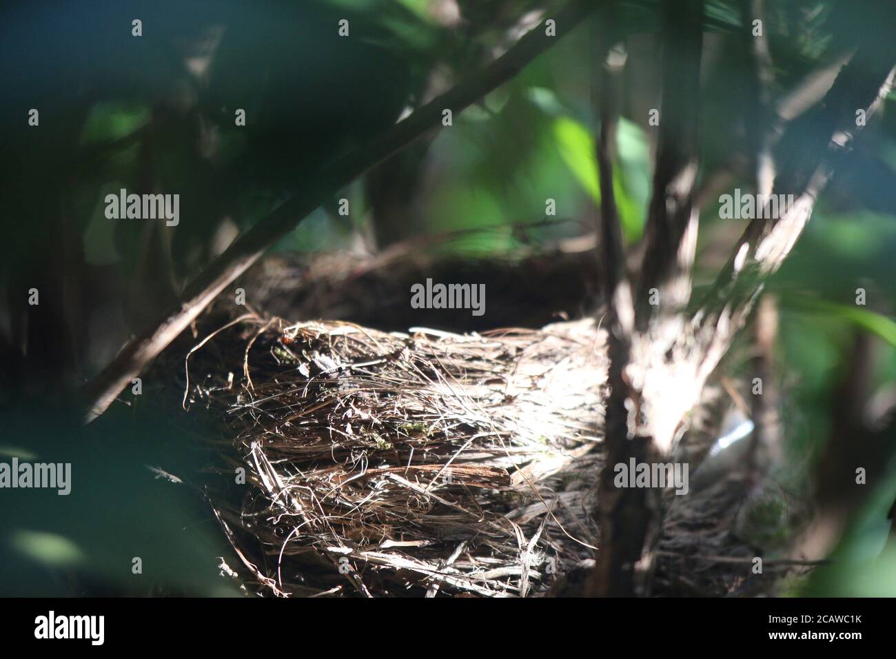 Empty birds nest hi-res stock photography and images - Alamy