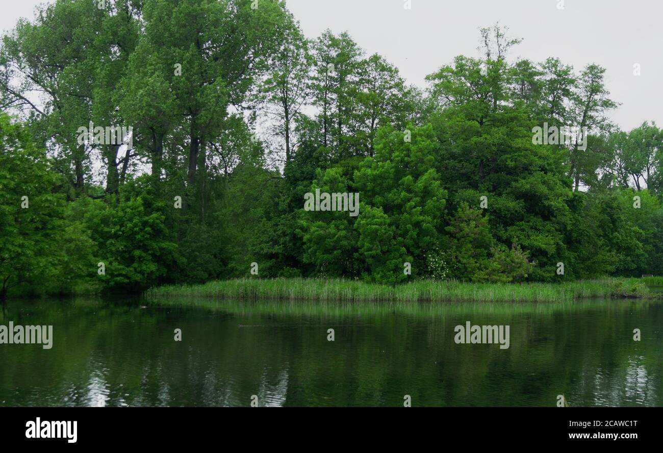 Green trees at a lakeshore Stock Photo - Alamy