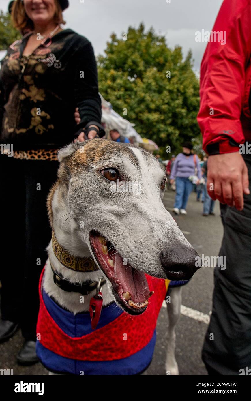 close up of a greyhound on a lead walking through people Stock Photo ...