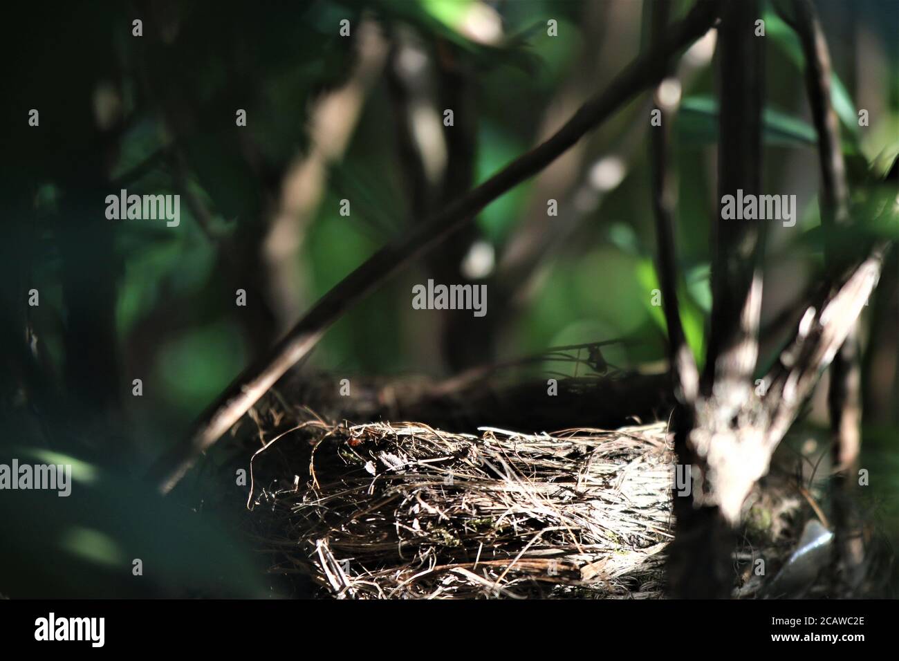 Empty birds nest in a rhododendron bush Stock Photo - Alamy