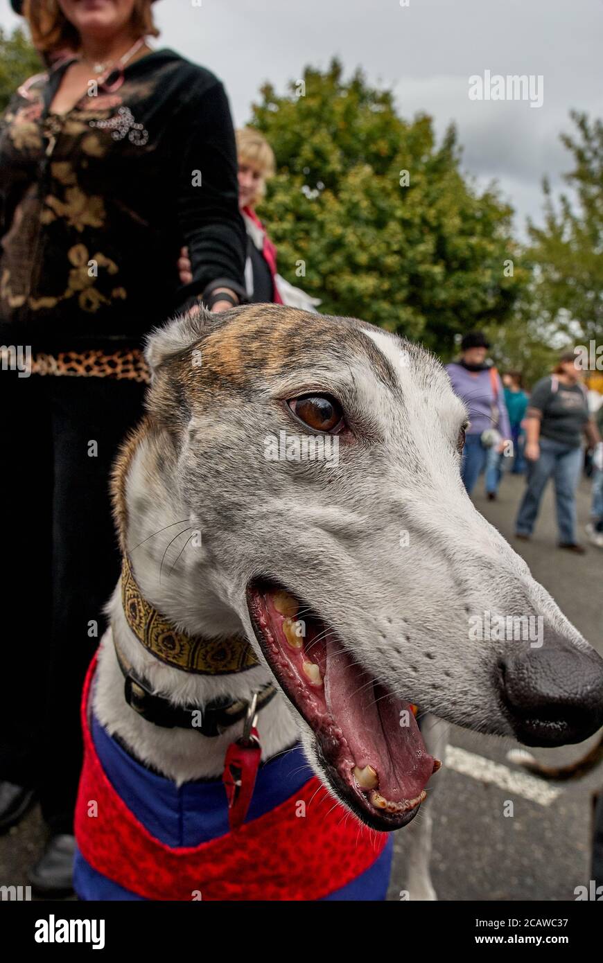 Greyhound walking hi-res stock photography and images - Alamy