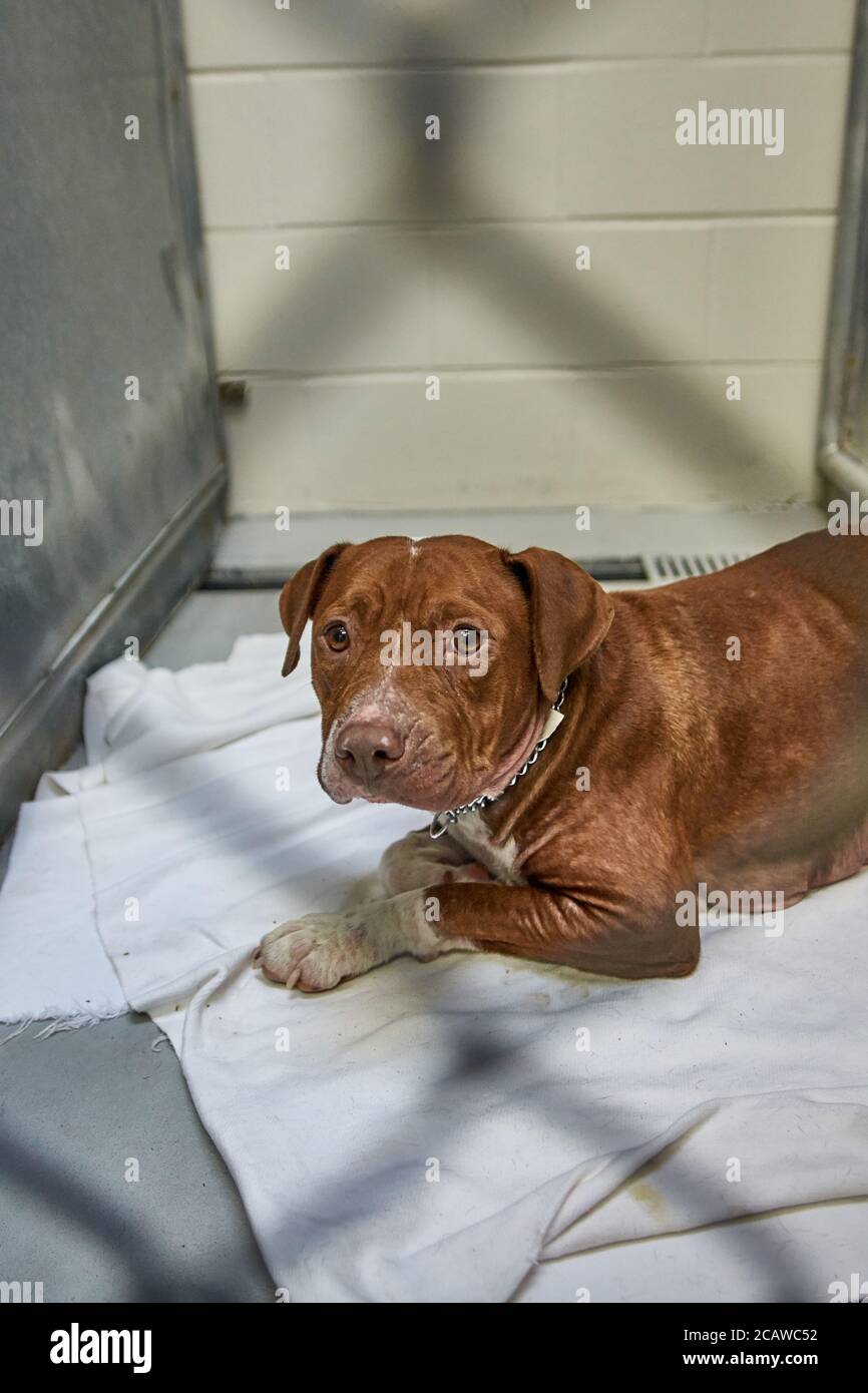 Stray and impounded dogs in cages in a shelter Stock Photo - Alamy