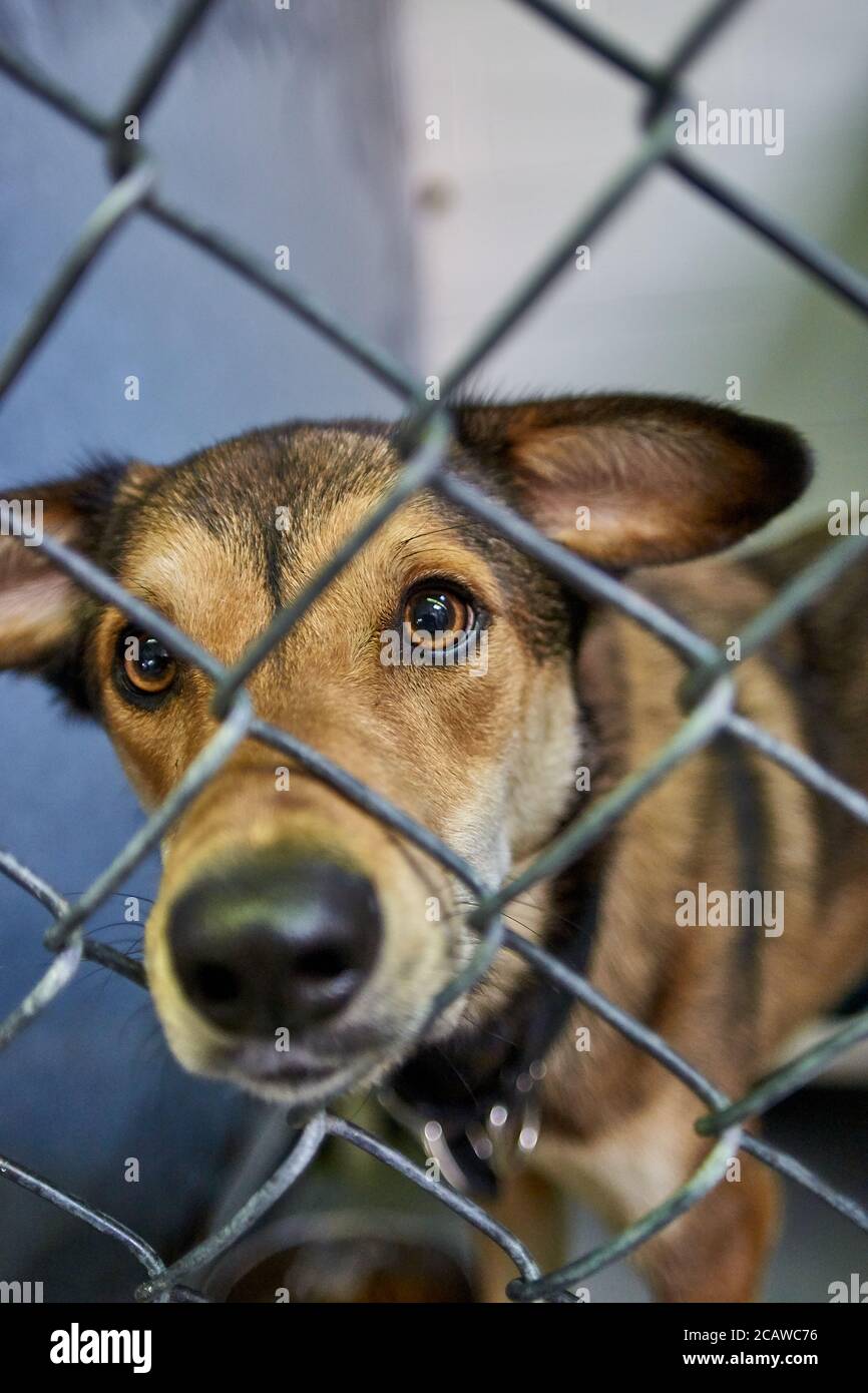 Stray and impounded dogs in cages in a shelter Stock Photo - Alamy
