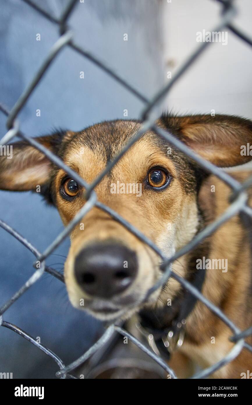 Stray and impounded dogs in cages in a shelter Stock Photo - Alamy