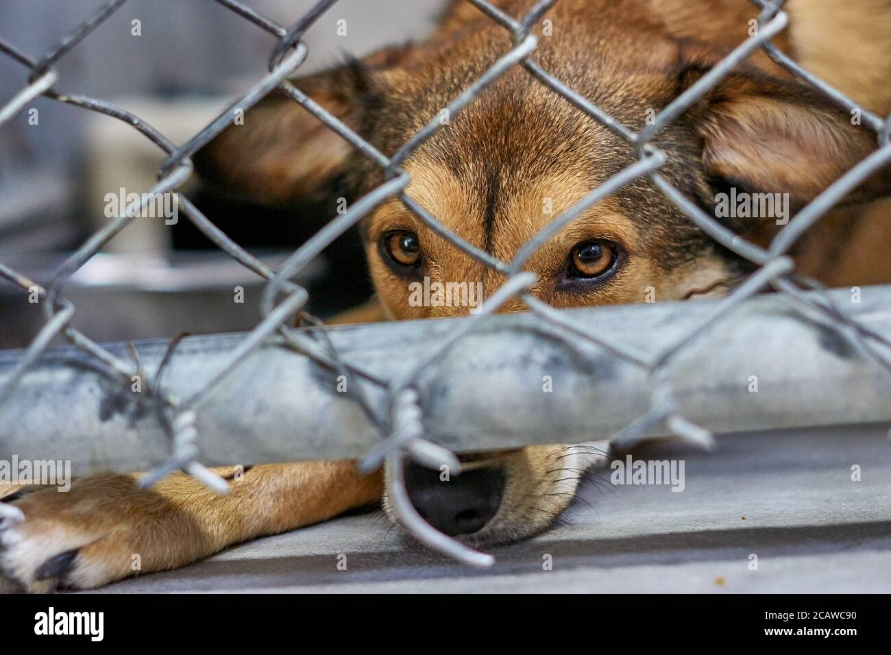 Stray and impounded dogs in cages in a shelter Stock Photo - Alamy
