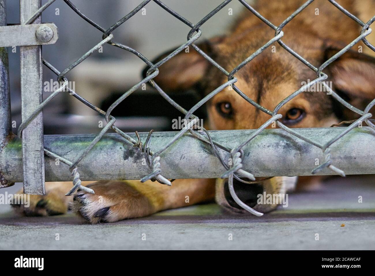 Stray and impounded dogs in cages in a shelter Stock Photo - Alamy