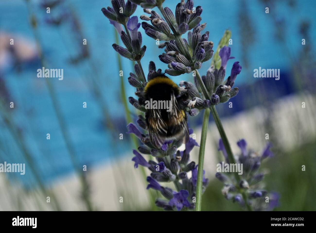 Top view honey bee sitting hi-res stock photography and images - Alamy