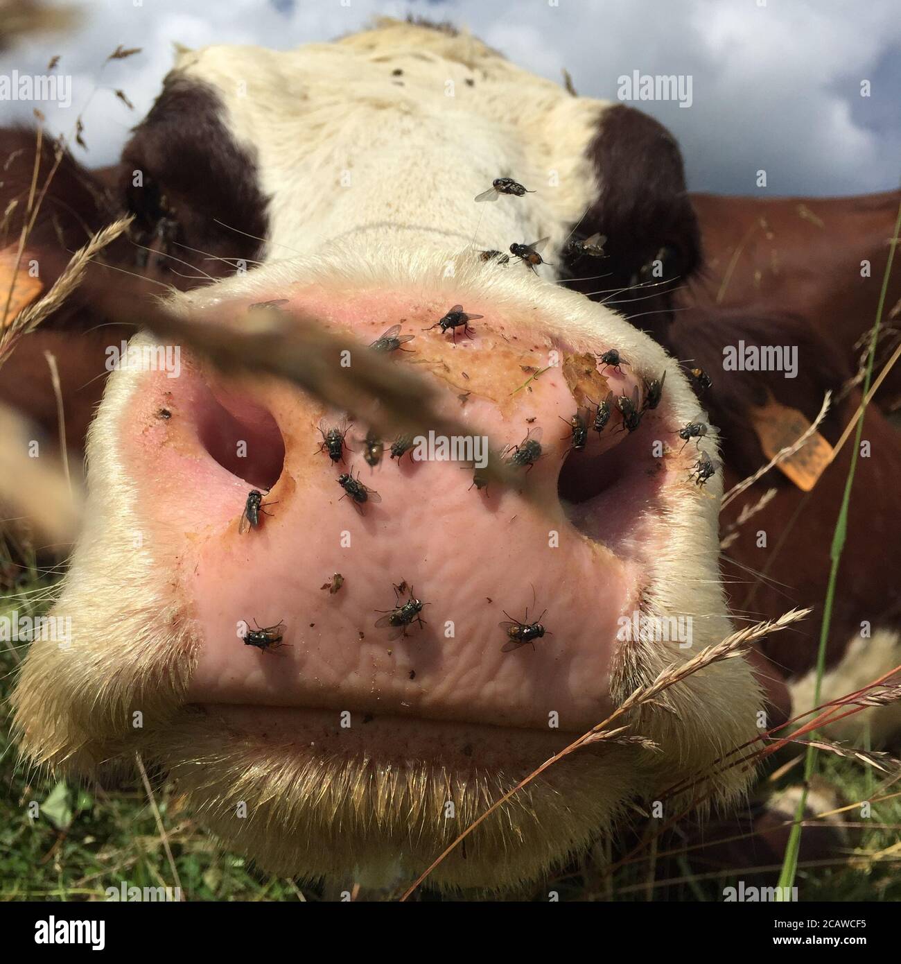 Closeup shot of cow's muzzle sprinkled with many flies Stock Photo - Alamy